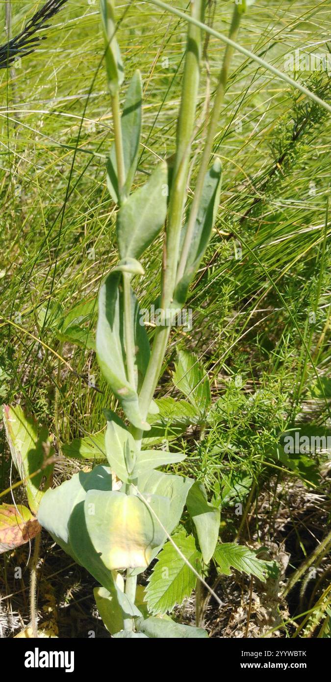 Tower Mustard (Turritis glabra Stock Photo - Alamy
