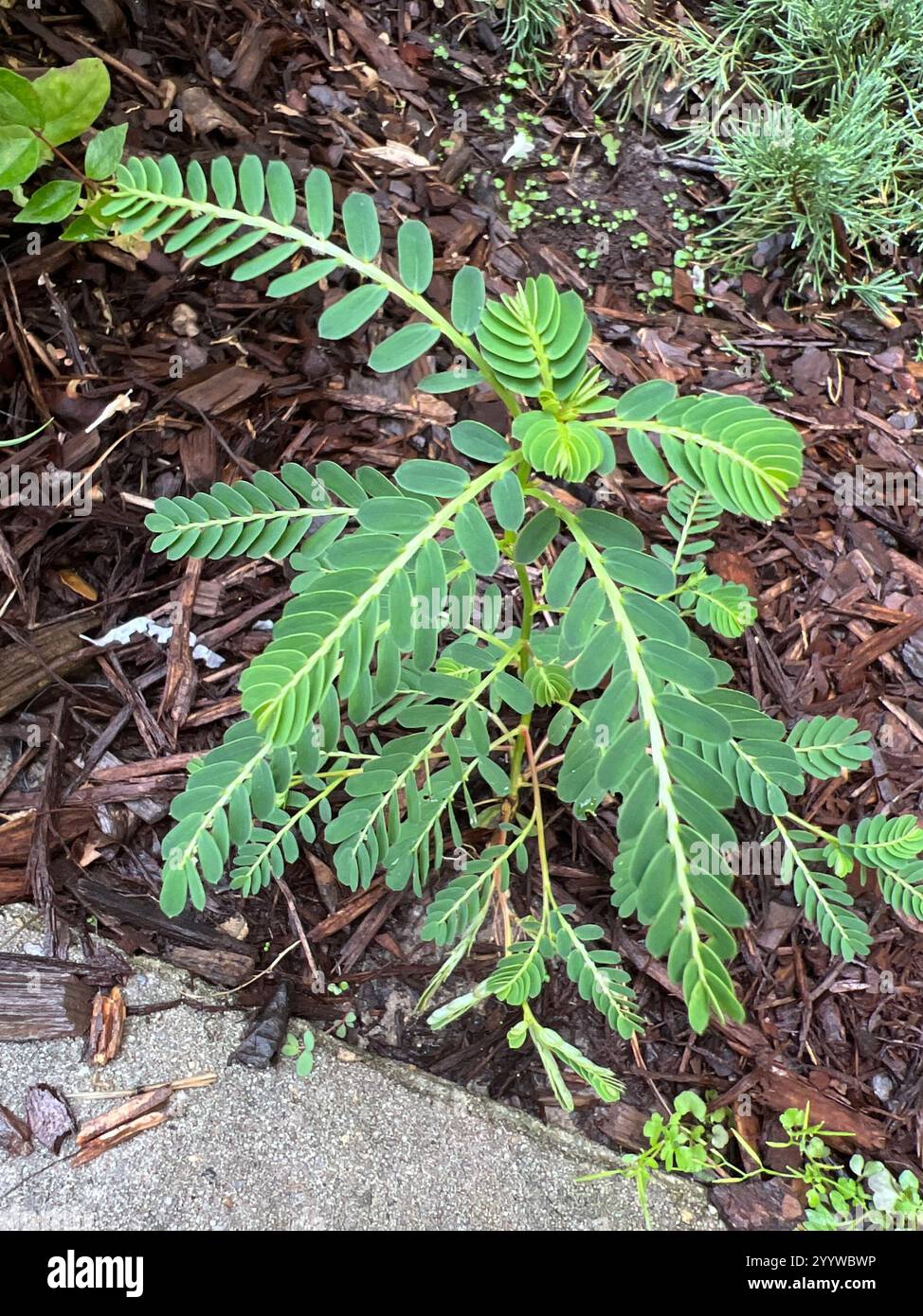Chamberbitter (Phyllanthus urinaria Stock Photo - Alamy