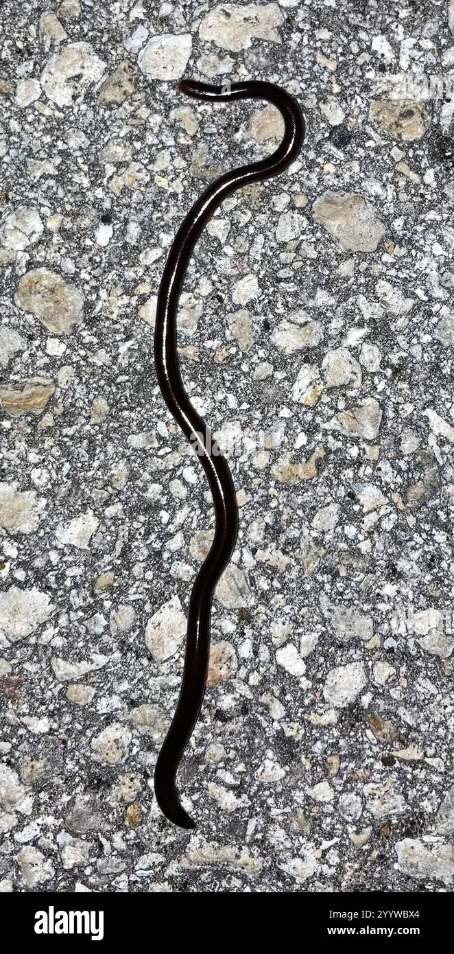 Brahminy Blindsnake (Indotyphlops braminus Stock Photo - Alamy