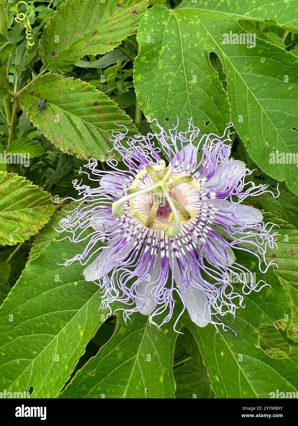 purple passionflower (Passiflora incarnata Stock Photo - Alamy