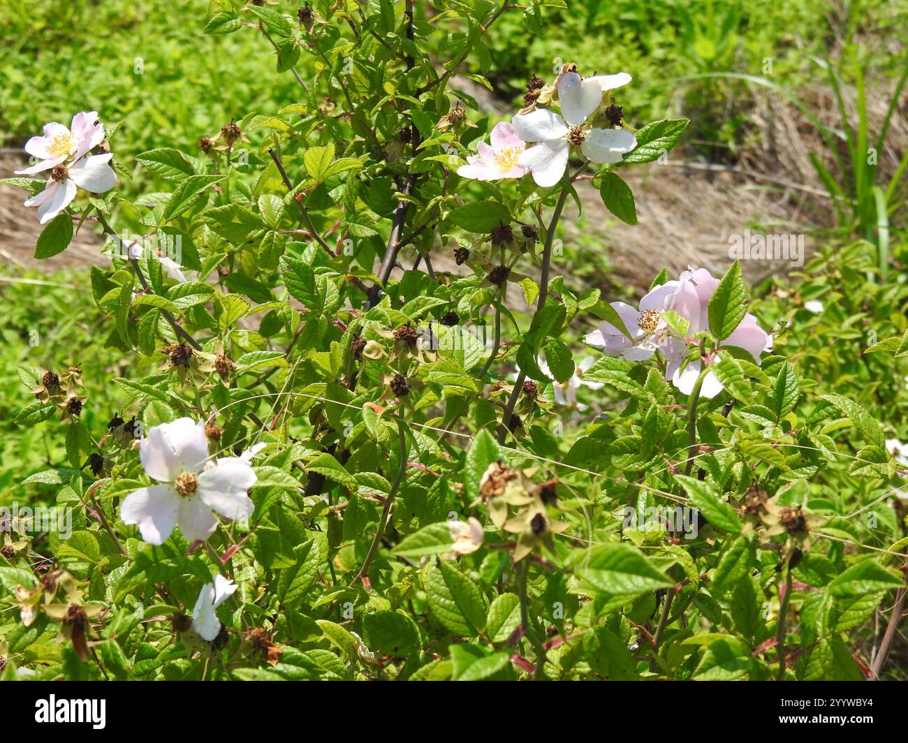 climbing prairie rose (Rosa setigera Stock Photo - Alamy