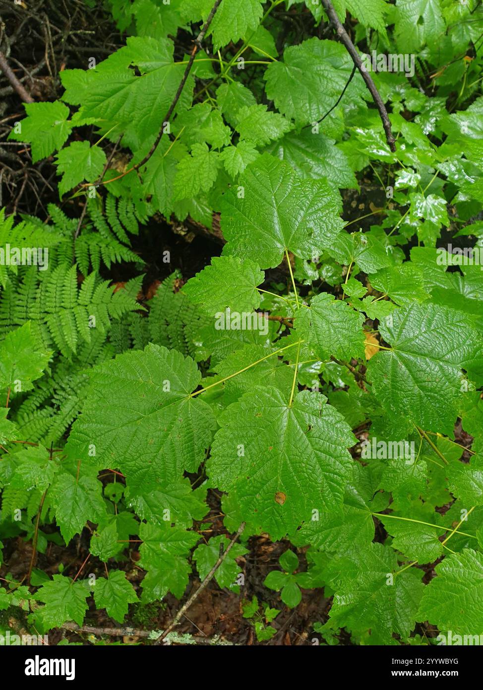Mountain Maple (Acer spicatum Stock Photo - Alamy