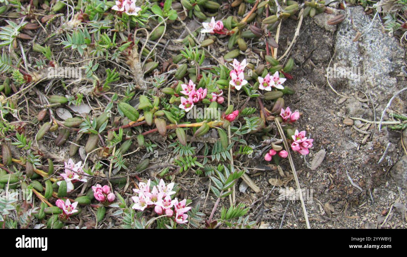 alpine azalea (Kalmia procumbens Stock Photo - Alamy