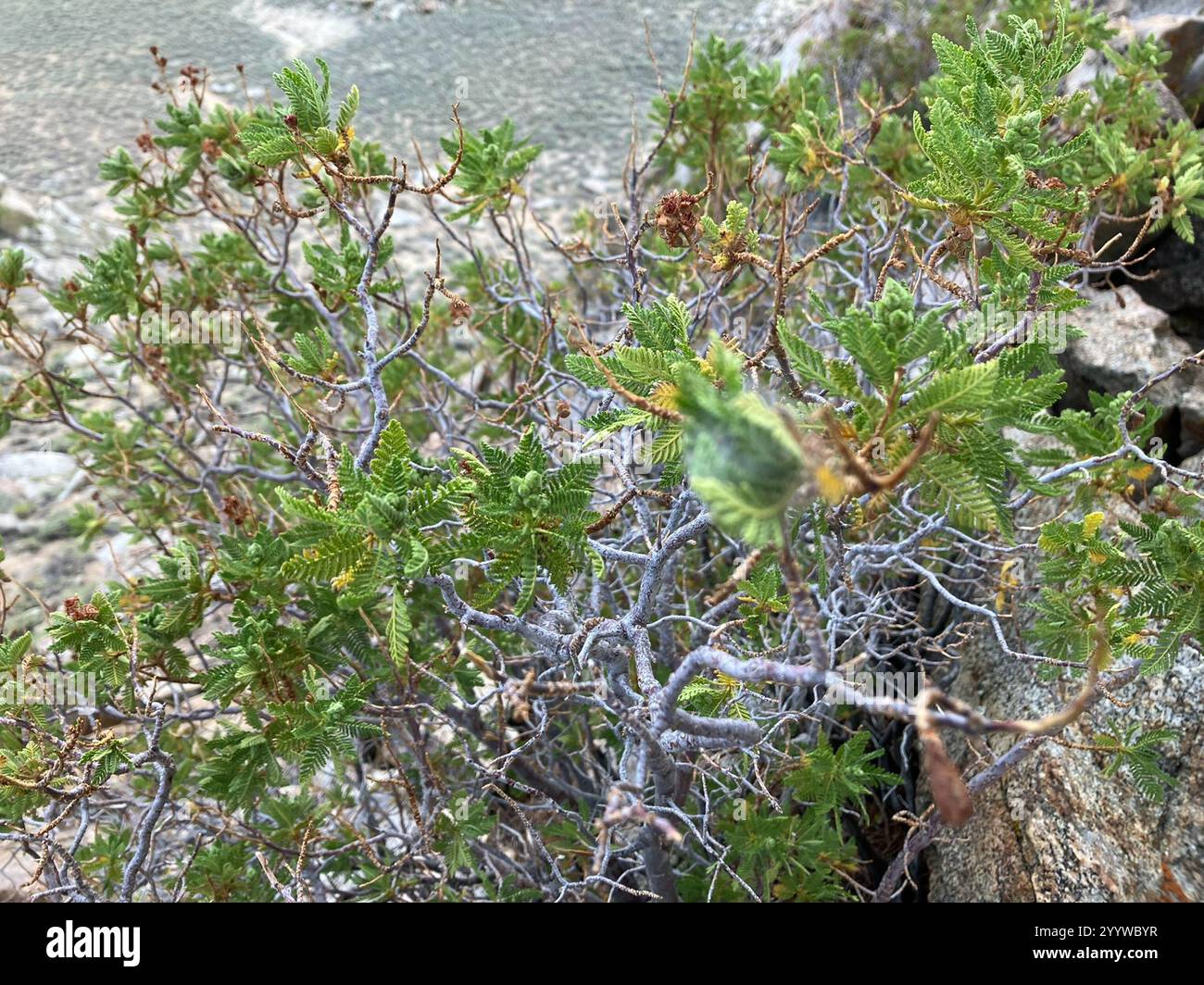 fernbush (Chamaebatiaria millefolium Stock Photo - Alamy