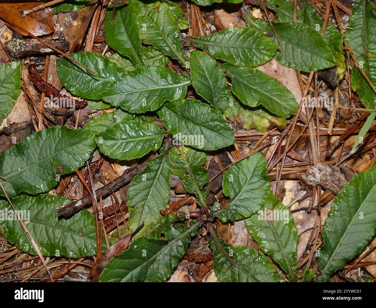 Smooth Elephant's Foot (Elephantopus nudatus Stock Photo - Alamy
