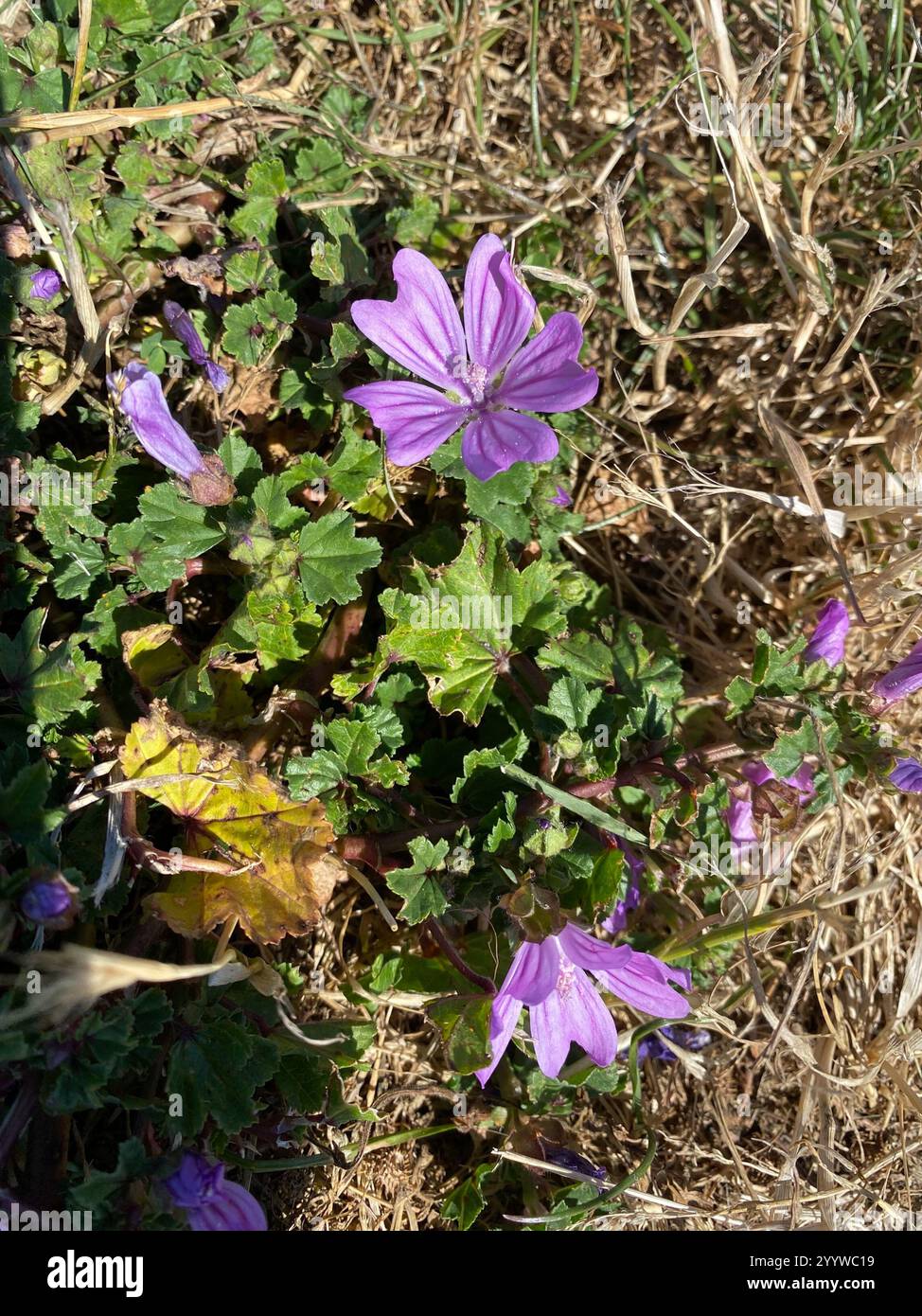 Common Mallow (Malva sylvestris Stock Photo - Alamy