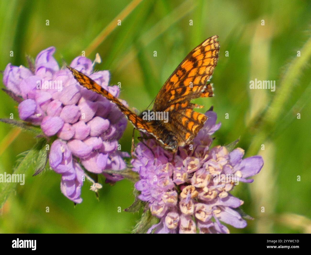 Heath Fritillary (Melitaea athalia Stock Photo - Alamy
