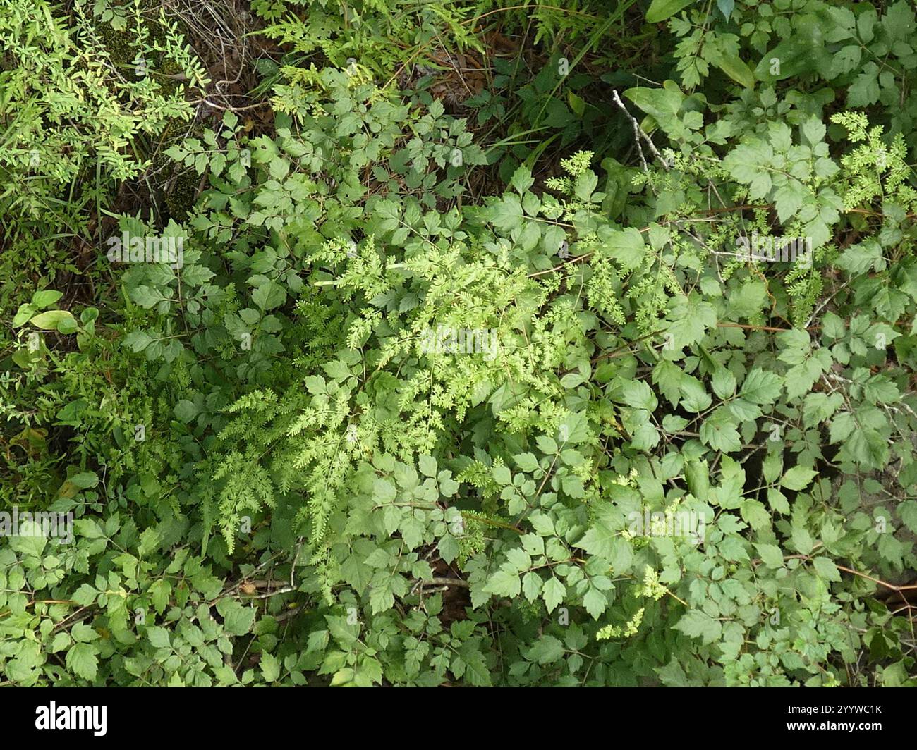 Japanese climbing fern (Lygodium japonicum Stock Photo - Alamy