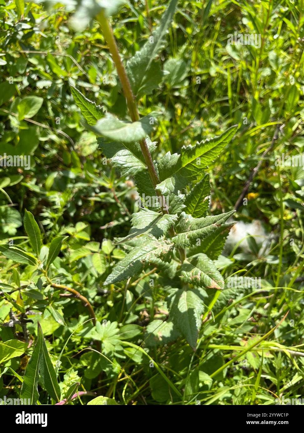 Arrowleaf Senecio (Senecio triangularis Stock Photo - Alamy