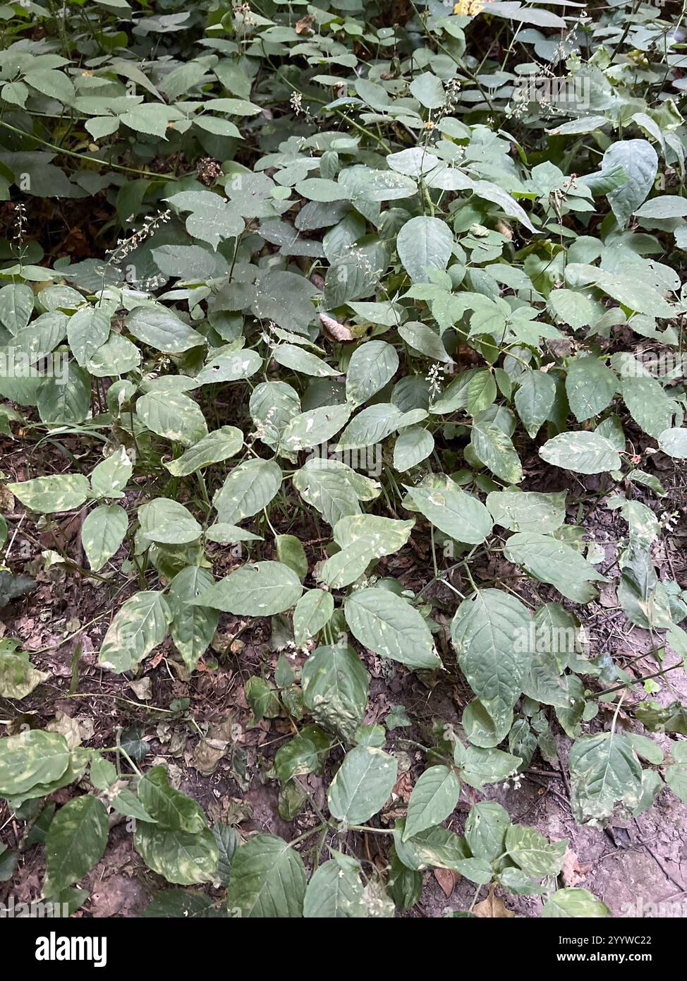 enchanter's-nightshade (Circaea lutetiana Stock Photo - Alamy