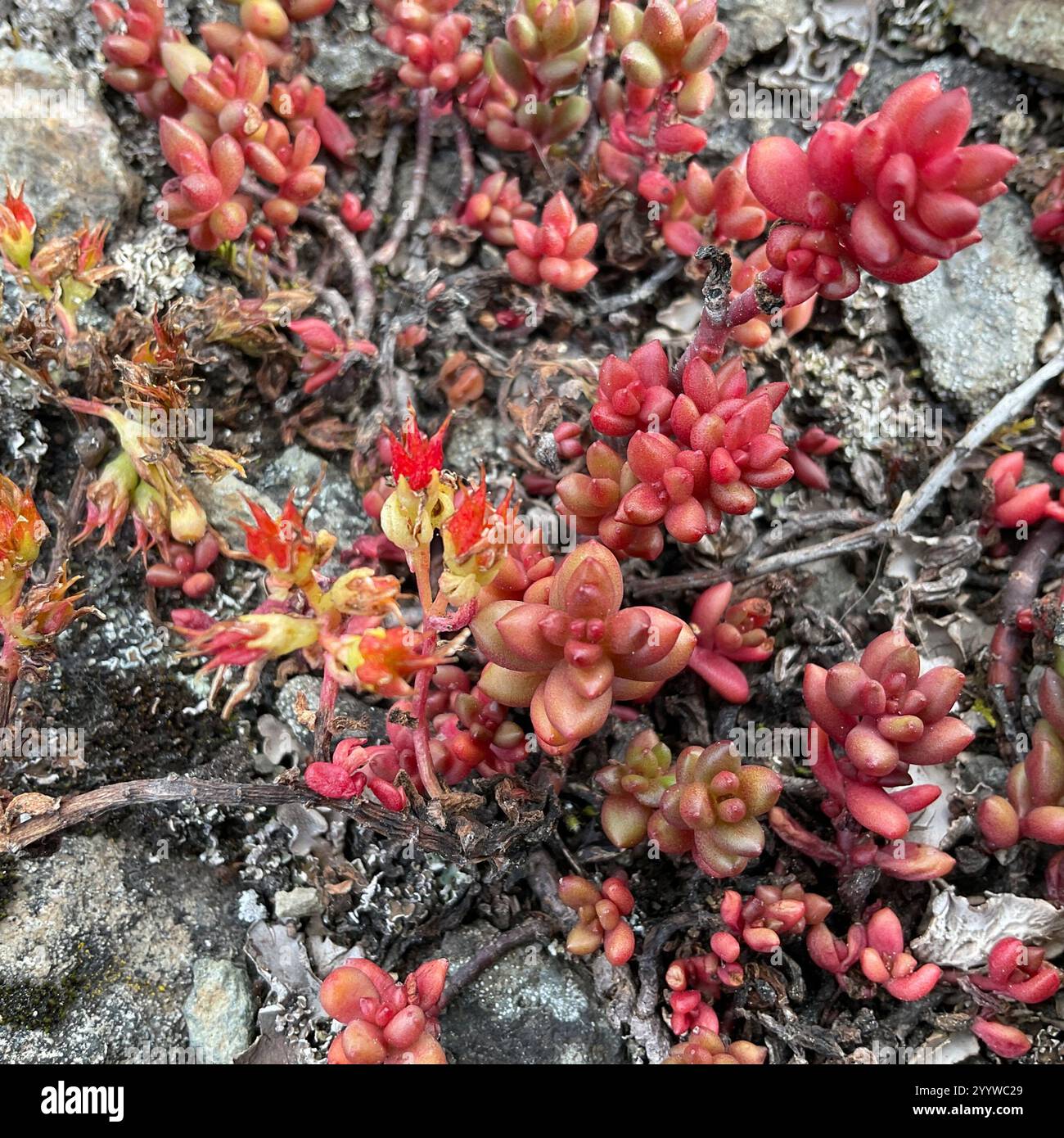 Pacific stonecrop (Sedum divergens Stock Photo - Alamy