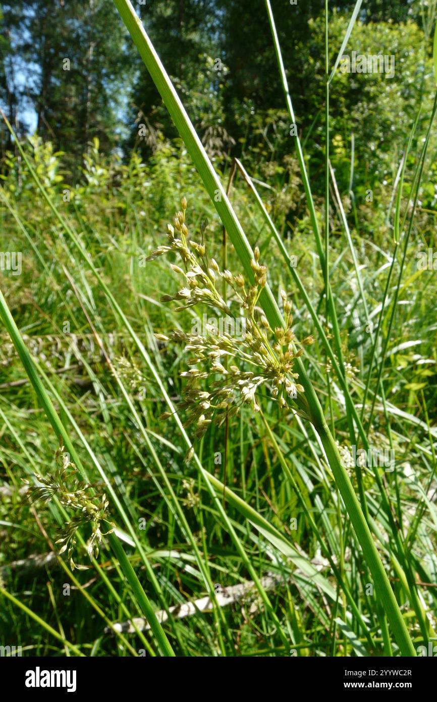 Soft Rush (Juncus effusus Stock Photo - Alamy