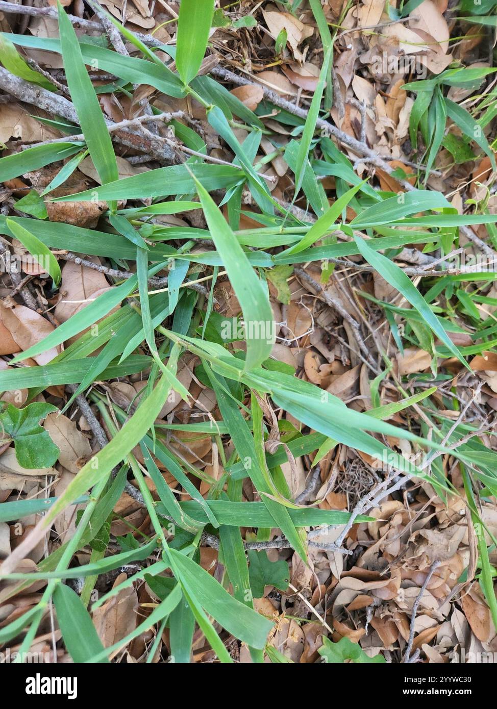 bristlegrasses, bluestems, paspalums, and allies (Panicoideae Stock ...