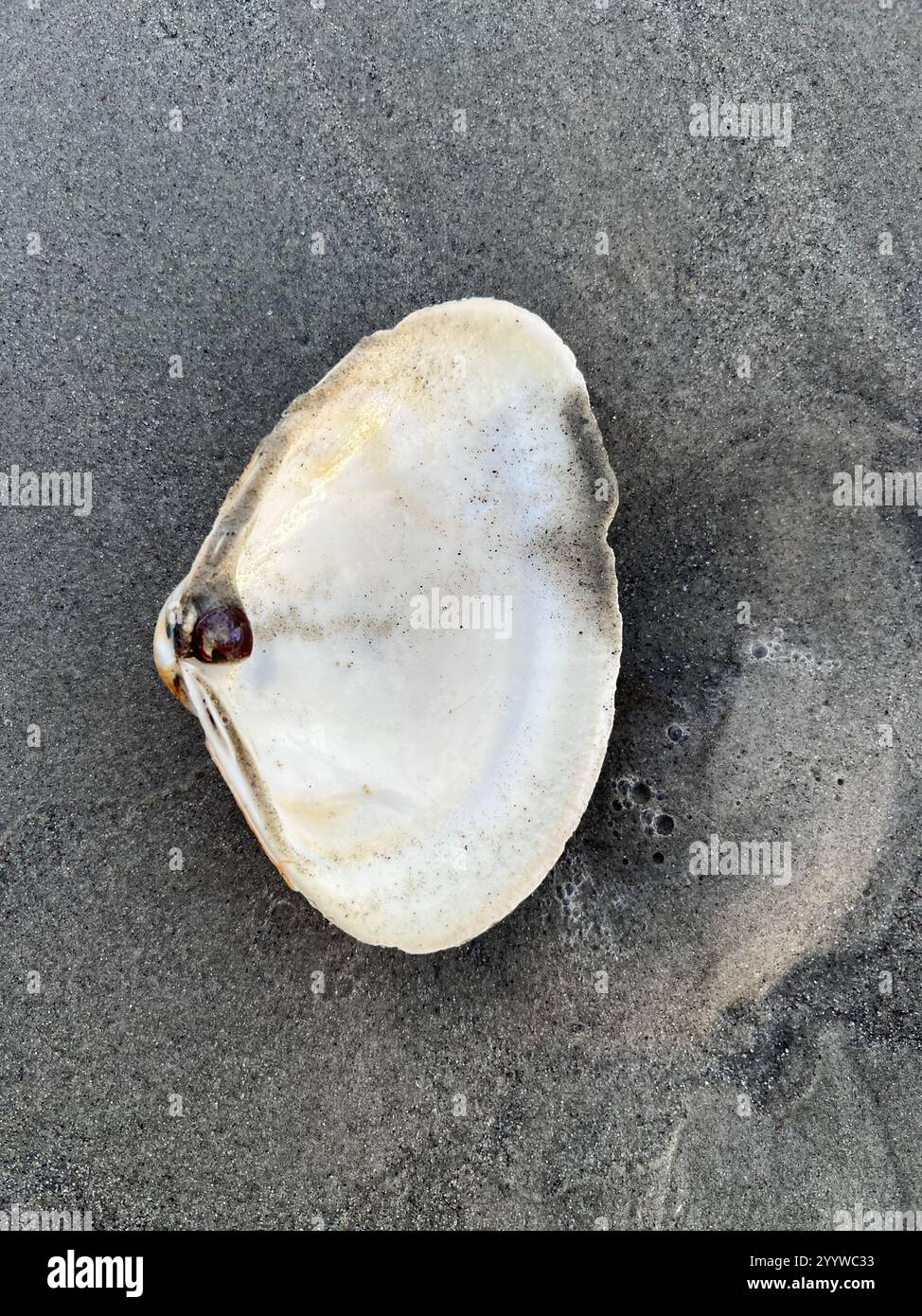 West Atlantic Surfclam (Spisula solidissima Stock Photo - Alamy