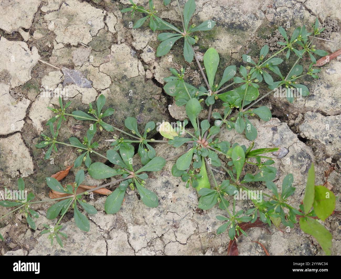 Mollugo verticillata hi-res stock photography and images - Alamy