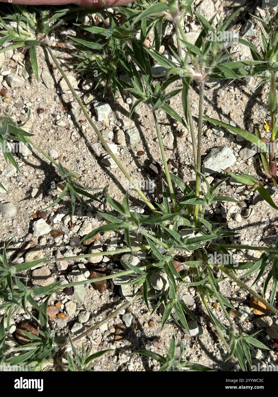 False Buffalograss (Munroa squarrosa Stock Photo - Alamy