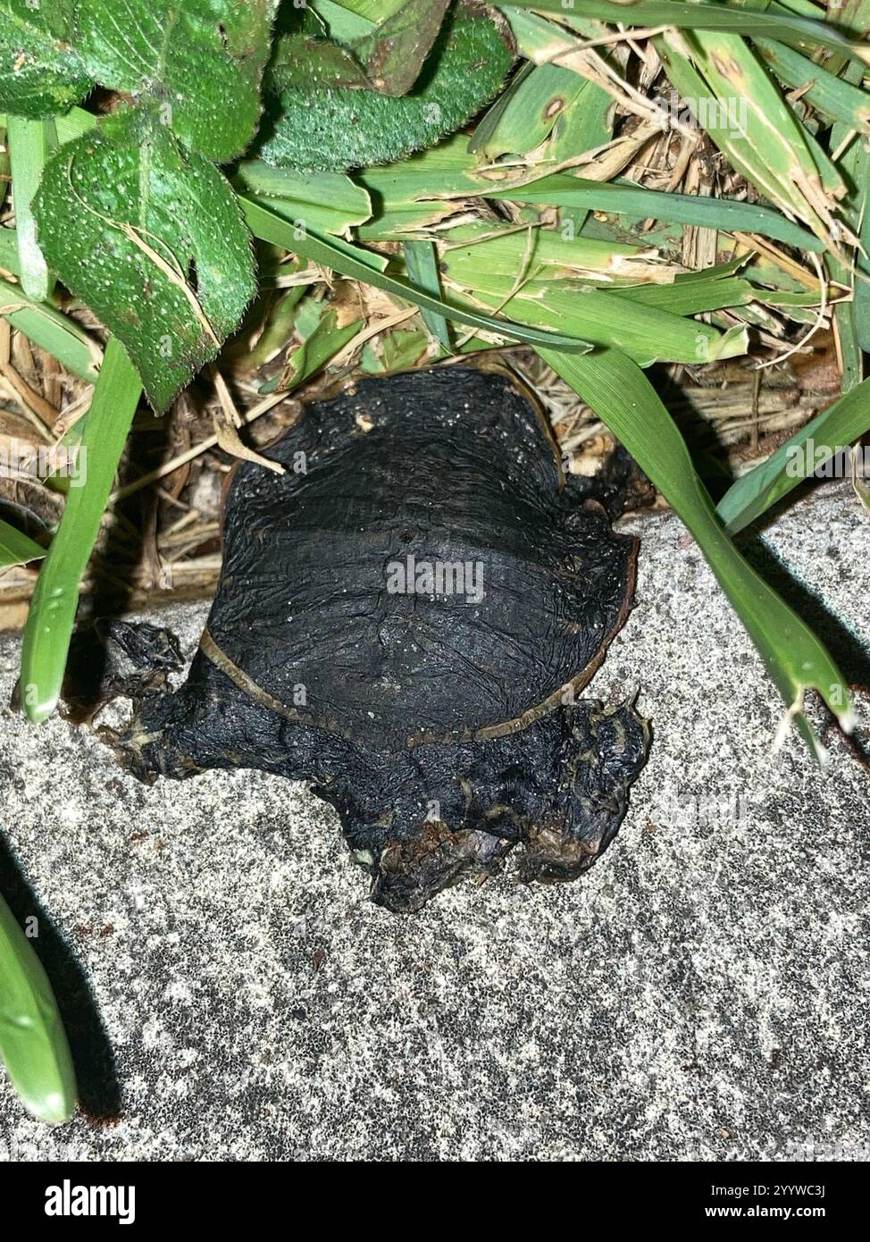 Florida Softshell Turtle (Apalone ferox Stock Photo - Alamy