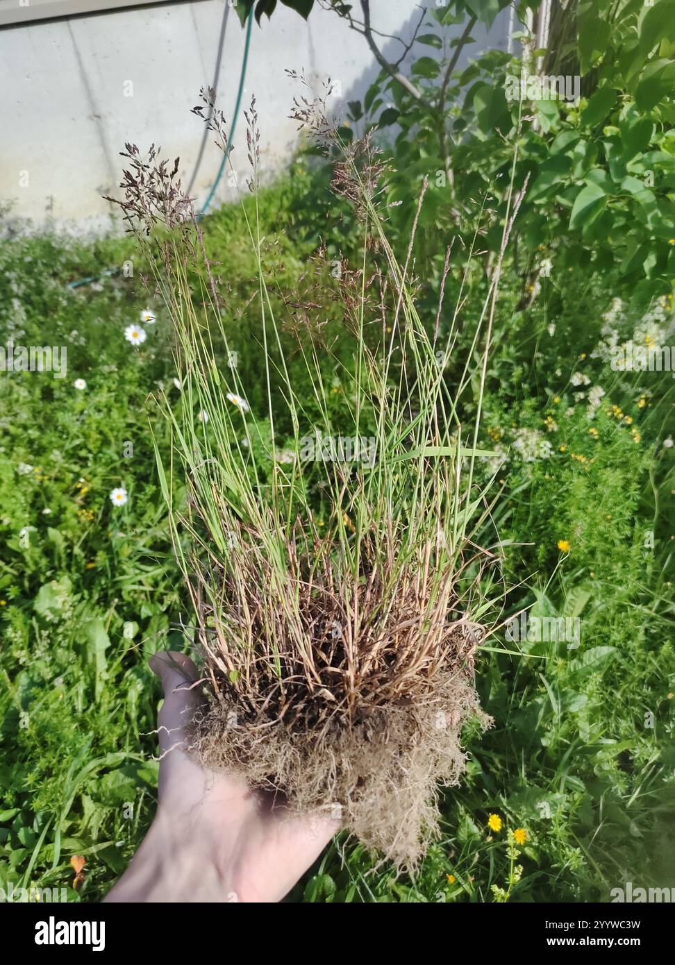 Creeping Bent (Agrostis stolonifera Stock Photo - Alamy