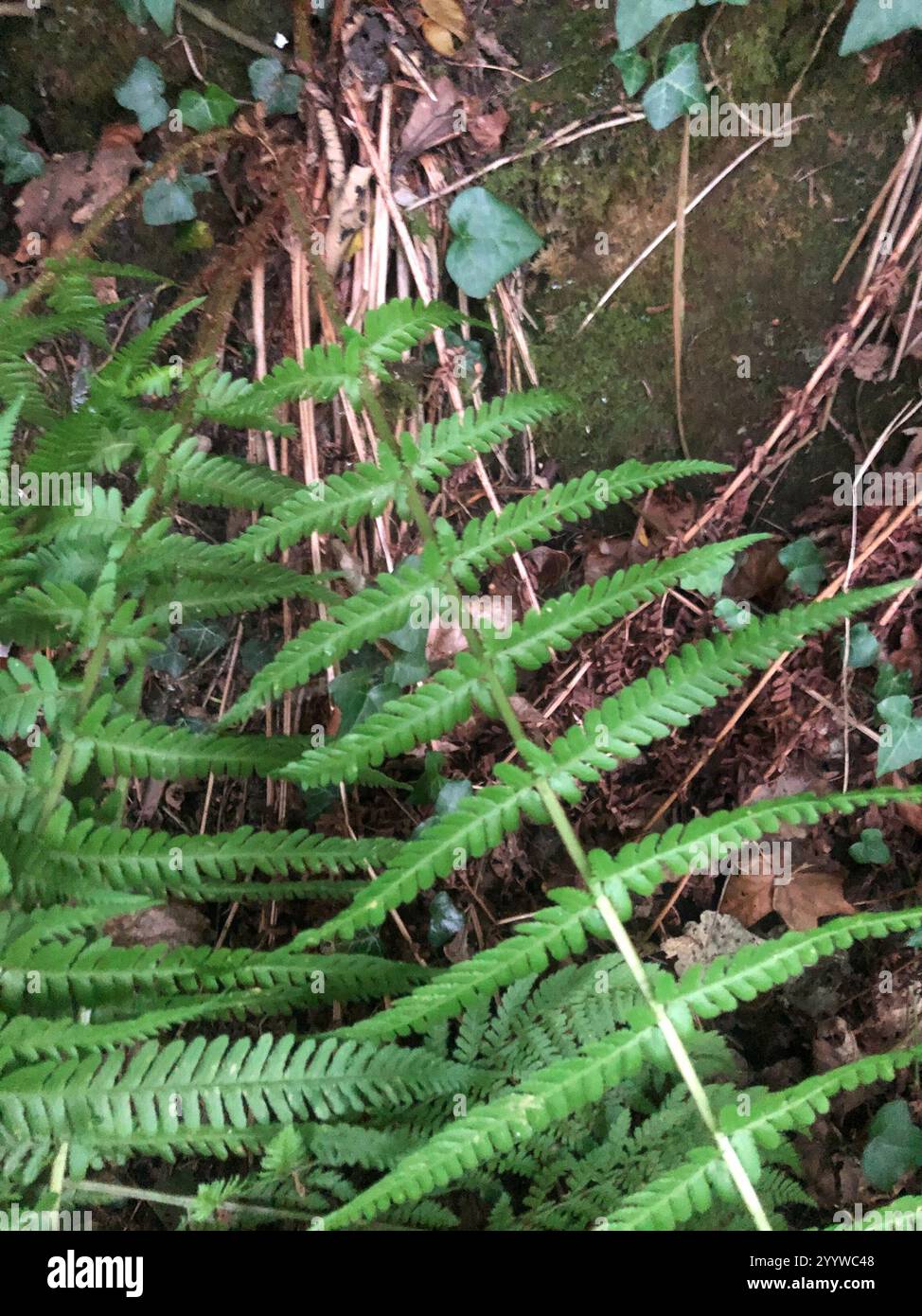 male fern (Dryopteris filix-mas Stock Photo - Alamy