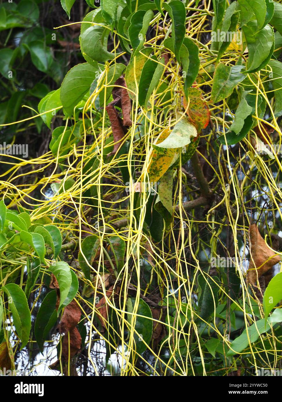 Japanese dodder (Cuscuta japonica Stock Photo - Alamy