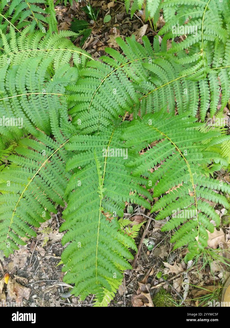 cinnamon fern (Osmundastrum cinnamomeum Stock Photo - Alamy