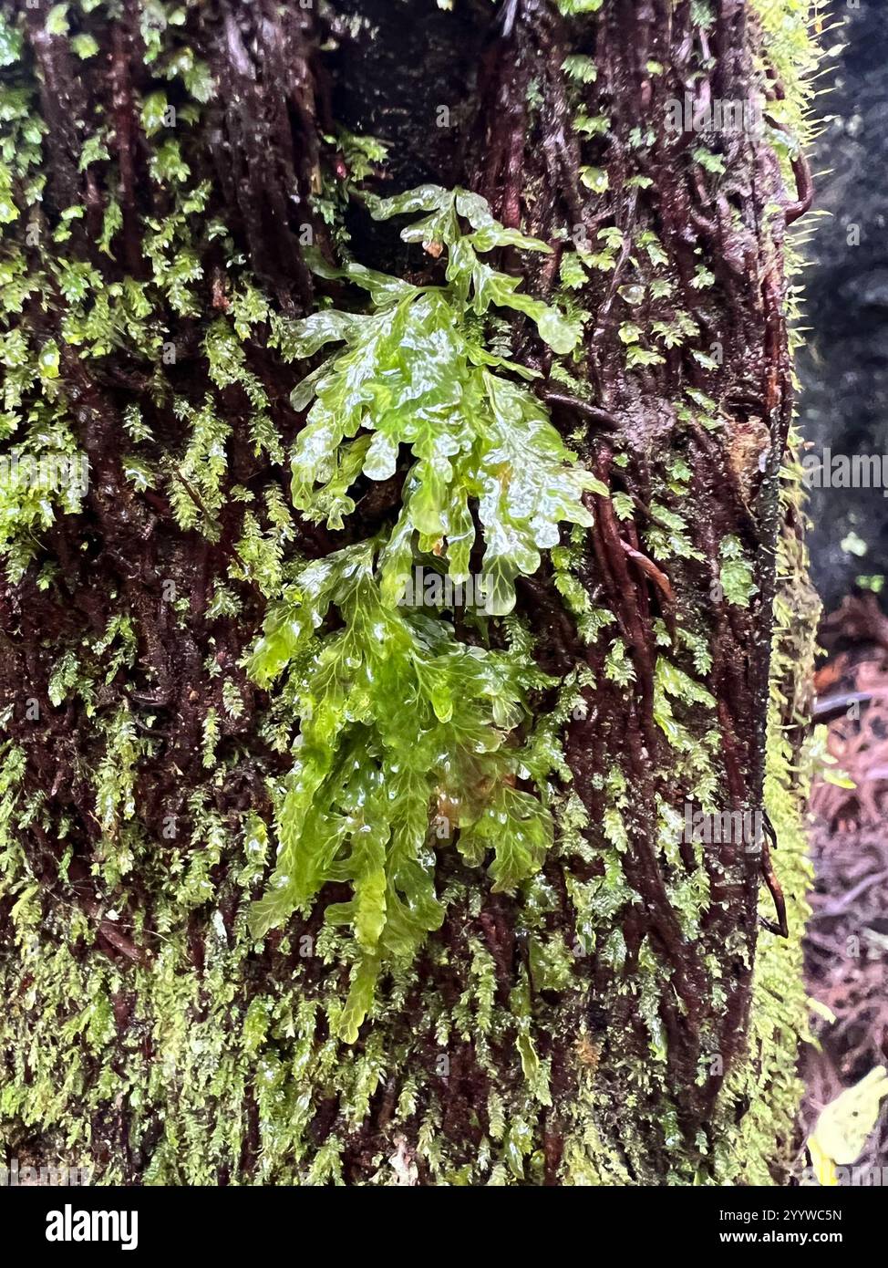 veined bristle-fern (Trichomanes venosum Stock Photo - Alamy