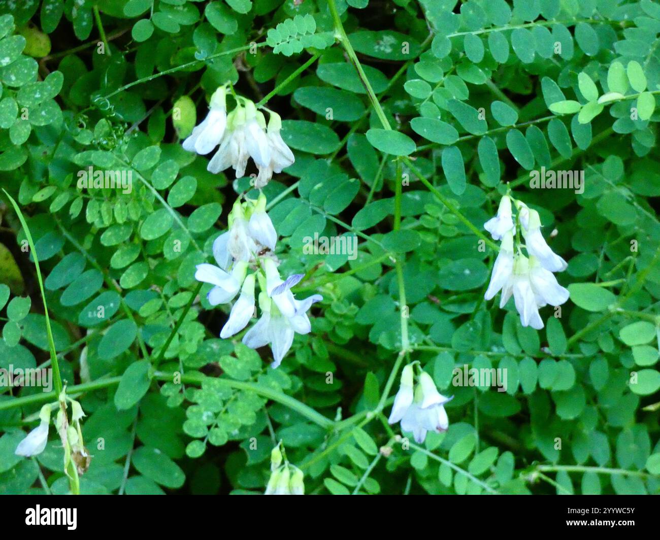Wood Vetch (Vicia sylvatica Stock Photo - Alamy