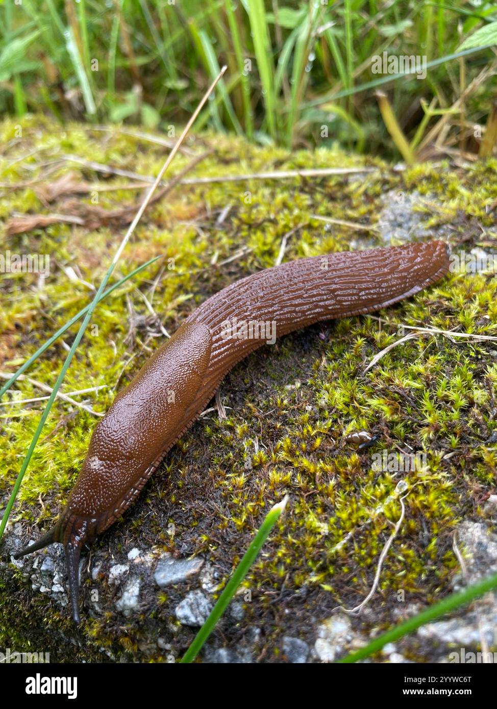 Spanish Slug (Arion vulgaris Stock Photo - Alamy