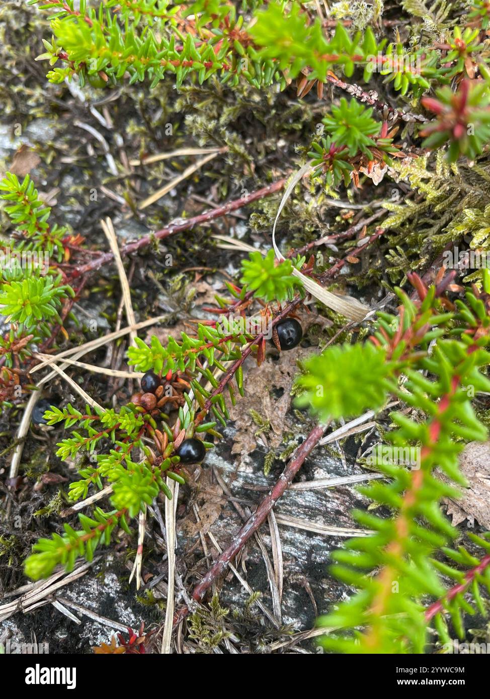 black crowberry (Empetrum nigrum Stock Photo - Alamy