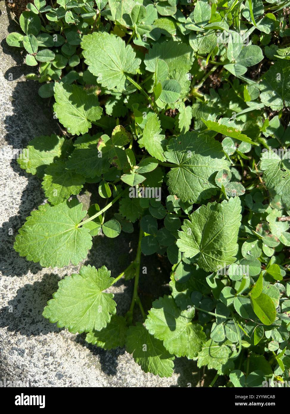 Carolina Bristlemallow (Modiola caroliniana Stock Photo - Alamy