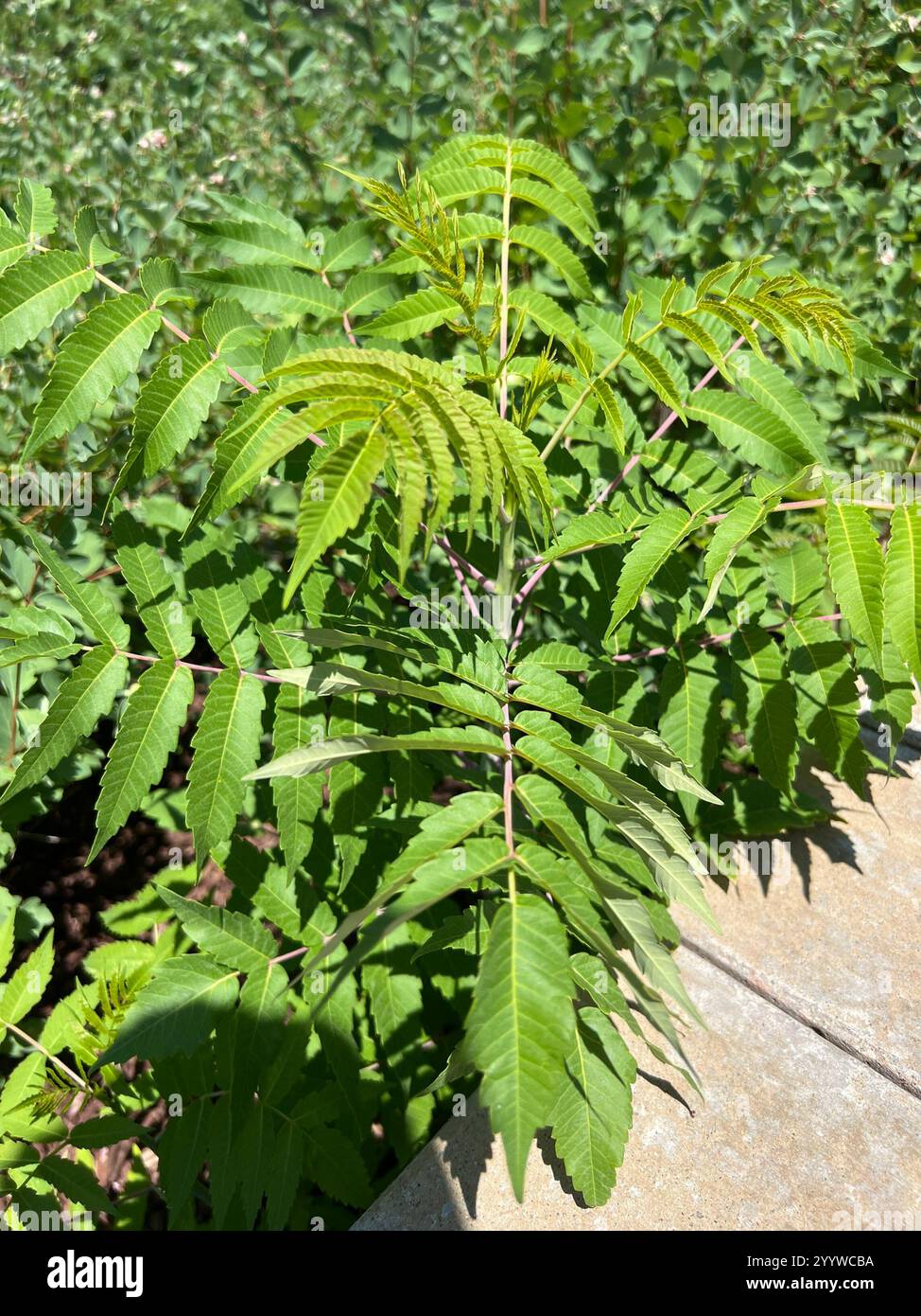 smooth sumac (Rhus glabra Stock Photo - Alamy