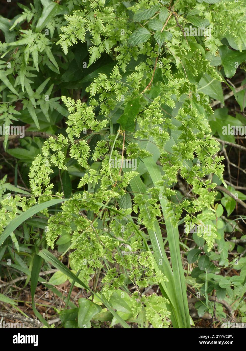 Japanese climbing fern (Lygodium japonicum Stock Photo - Alamy