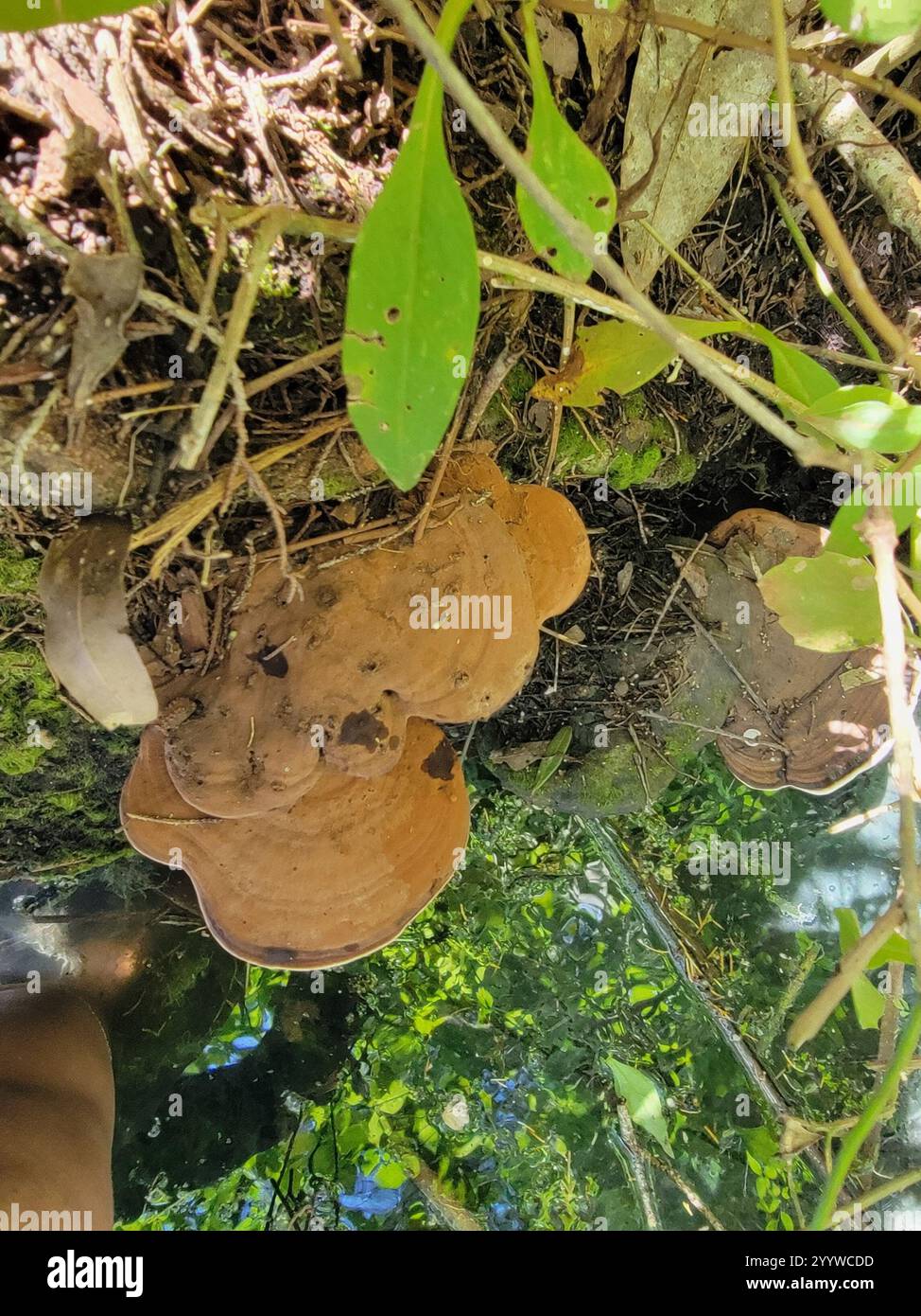 Artist's Conk (Ganoderma brownii Stock Photo - Alamy