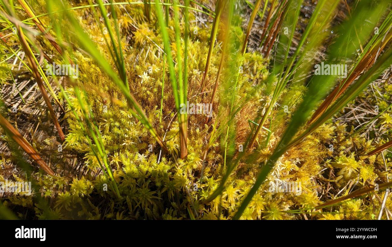 Kneiff's hook-moss (Drepanocladus aduncus Stock Photo - Alamy