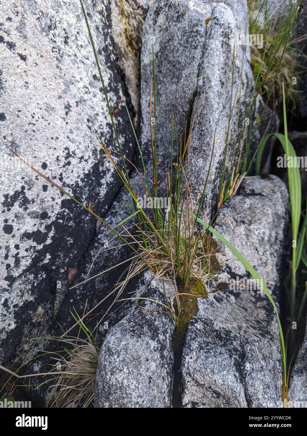 Baltic Rush (Juncus balticus Stock Photo - Alamy
