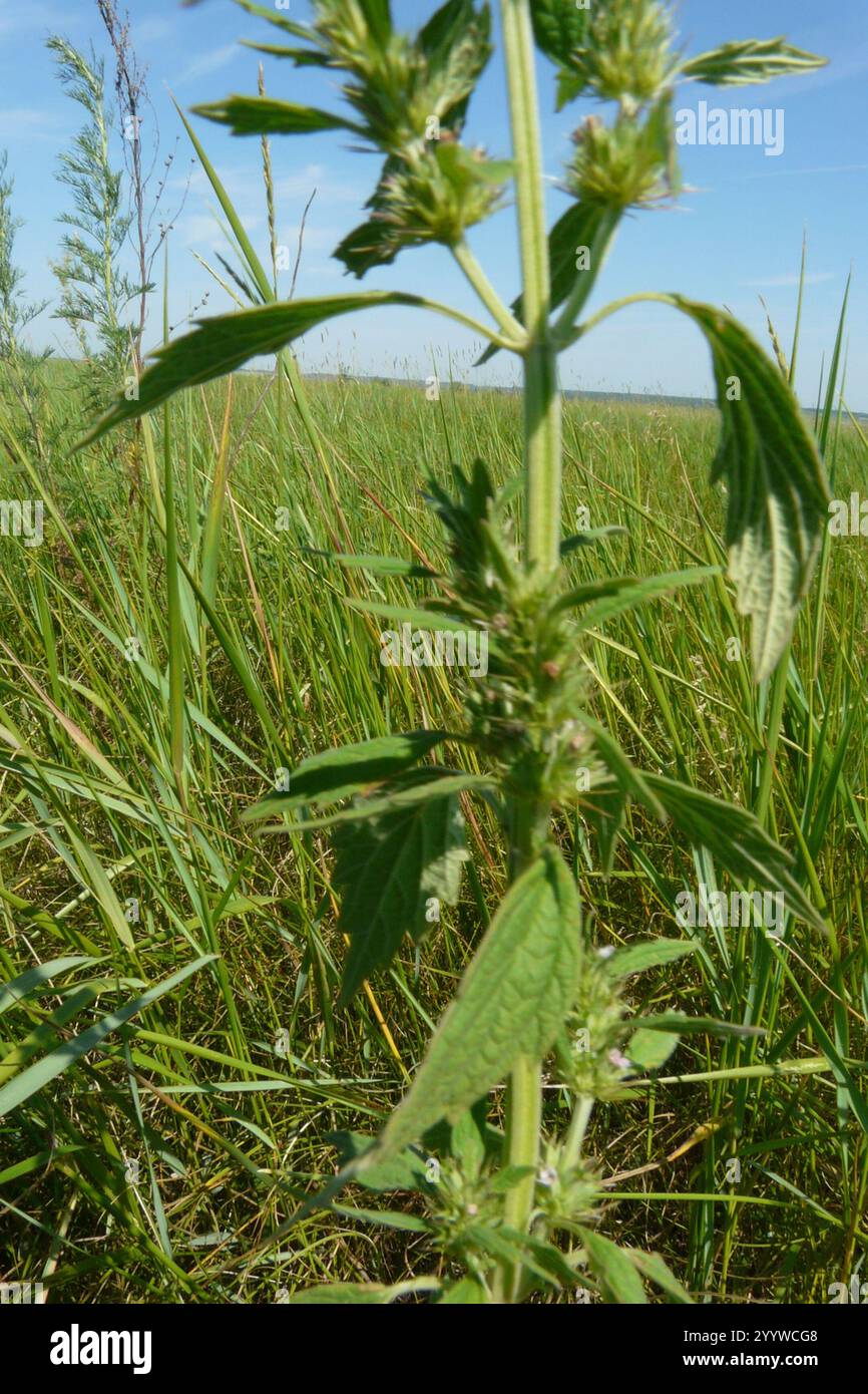 False Motherwort (Chaiturus marrubiastrum Stock Photo - Alamy
