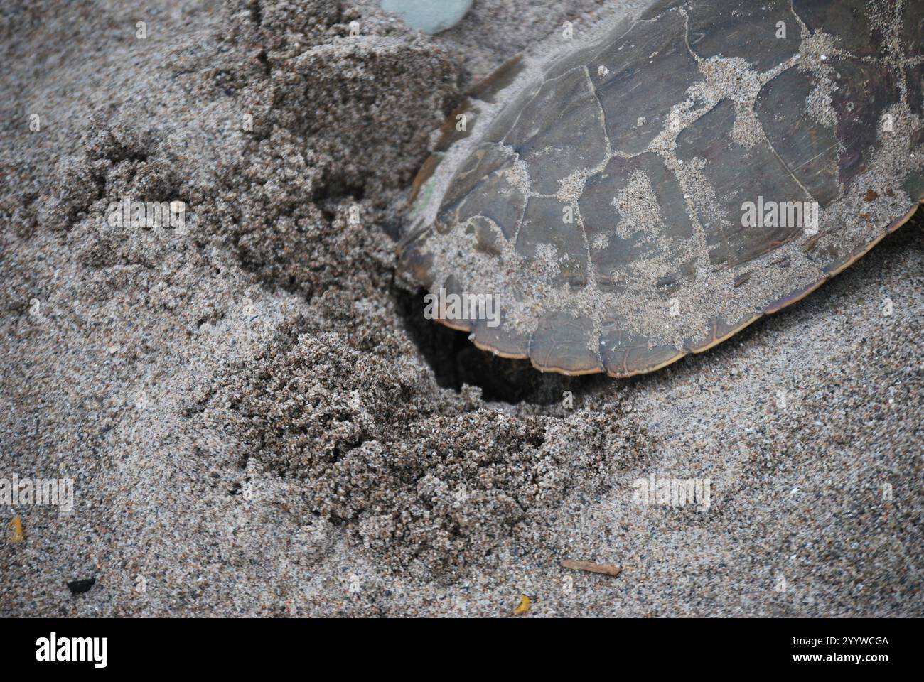 Northern Map Turtle (Graptemys geographica Stock Photo - Alamy