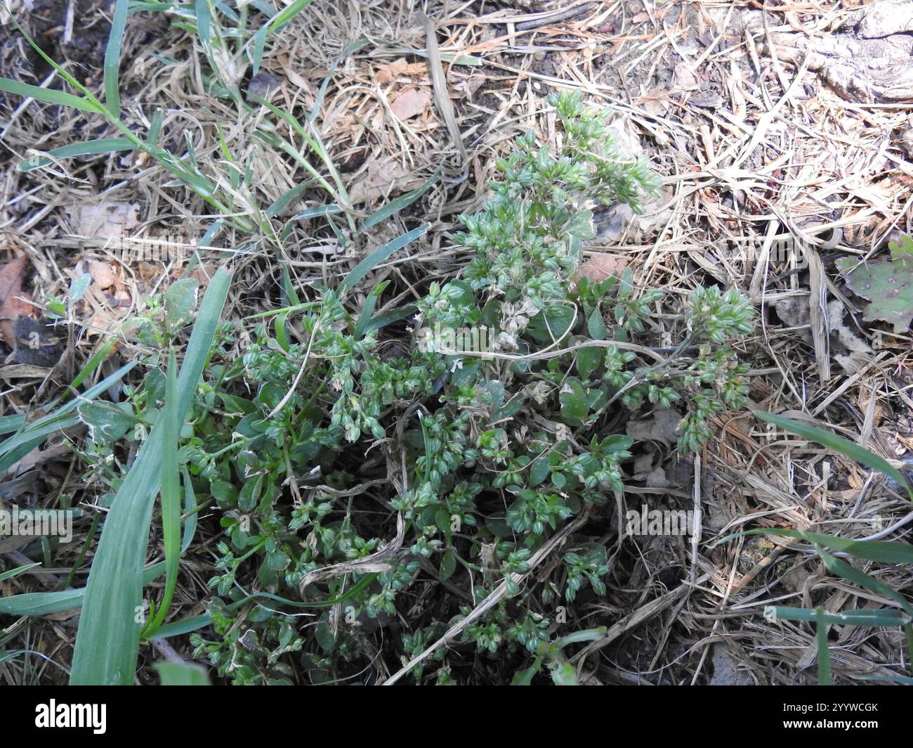 fourleaf manyseed (Polycarpon tetraphyllum Stock Photo - Alamy