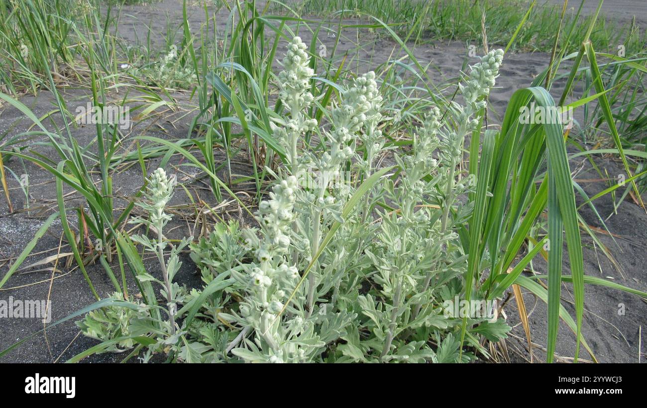 Hoary Mugwort (Artemisia stelleriana Stock Photo - Alamy