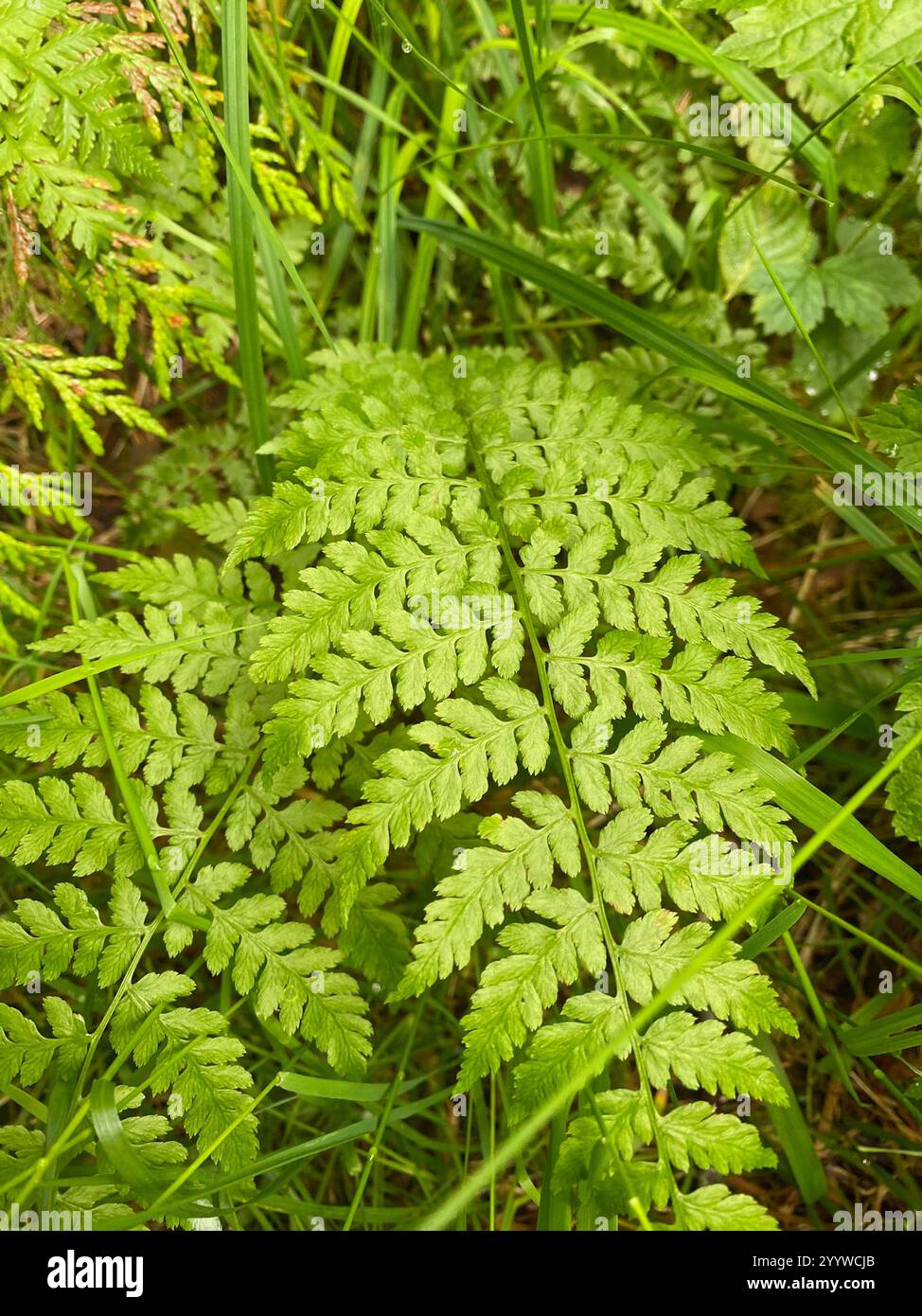 lady fern (Athyrium filix-femina Stock Photo - Alamy