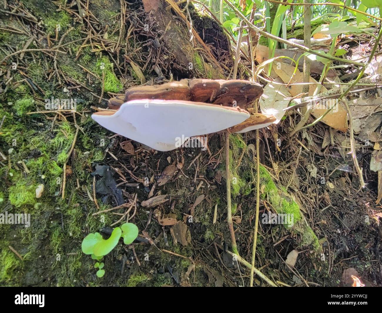 Artist's Conk (Ganoderma brownii Stock Photo - Alamy