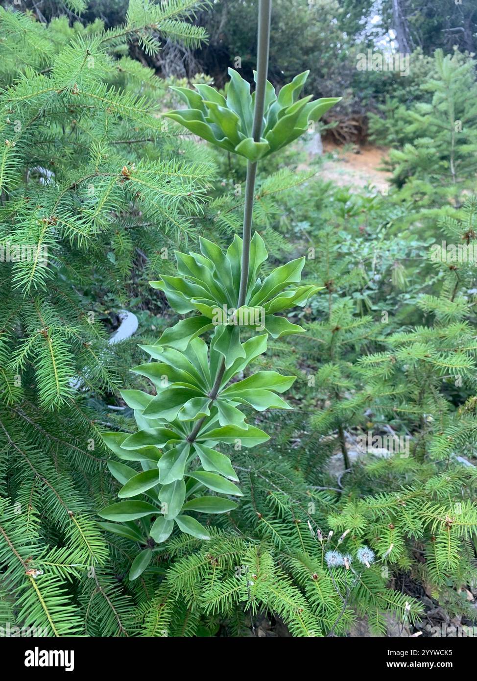 Purple-flowered Washington Lily (Lilium washingtonianum purpurascens ...