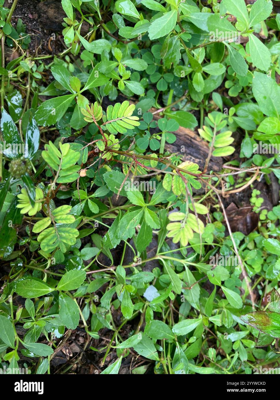 Chamberbitter (Phyllanthus urinaria Stock Photo - Alamy