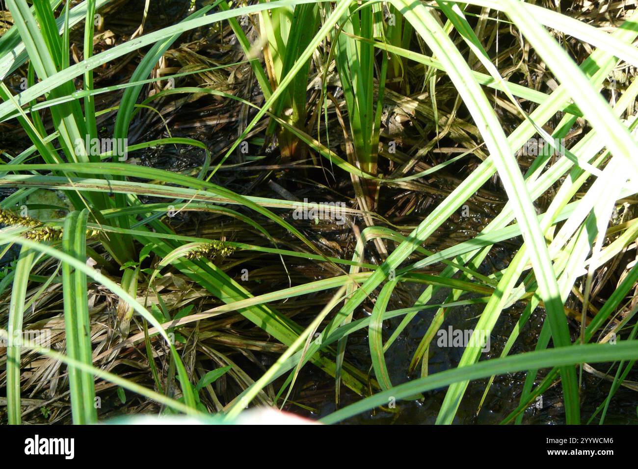 lesser pond sedge (Carex acutiformis Stock Photo - Alamy