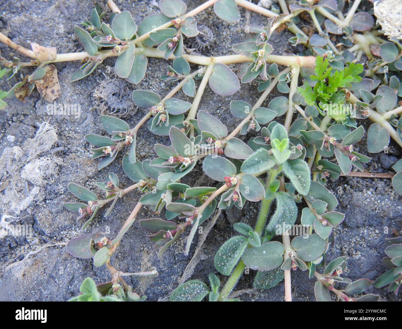 Thymeleaf Sandmat (Euphorbia serpillifolia Stock Photo - Alamy
