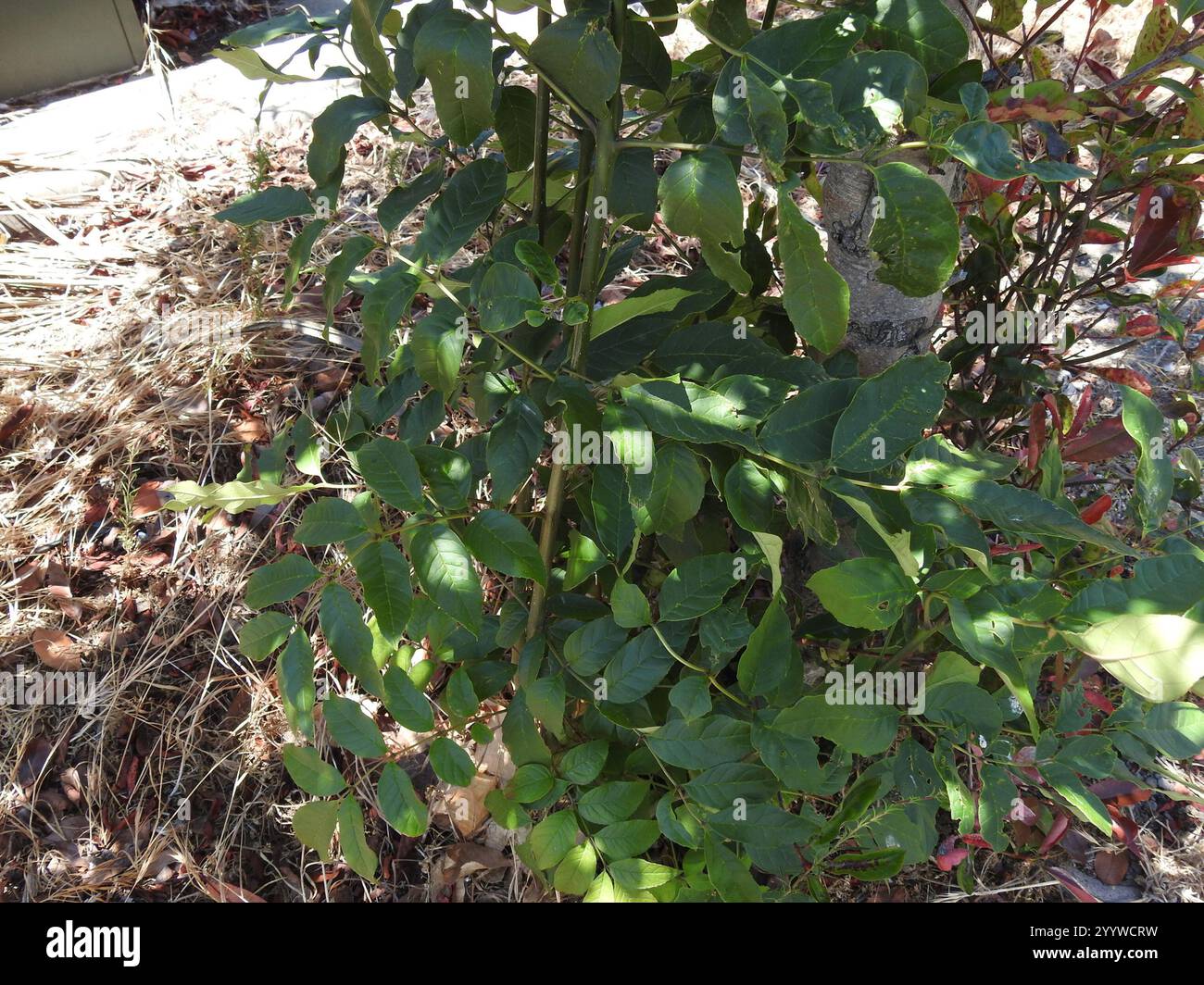 Shamel Ash (Fraxinus uhdei Stock Photo - Alamy