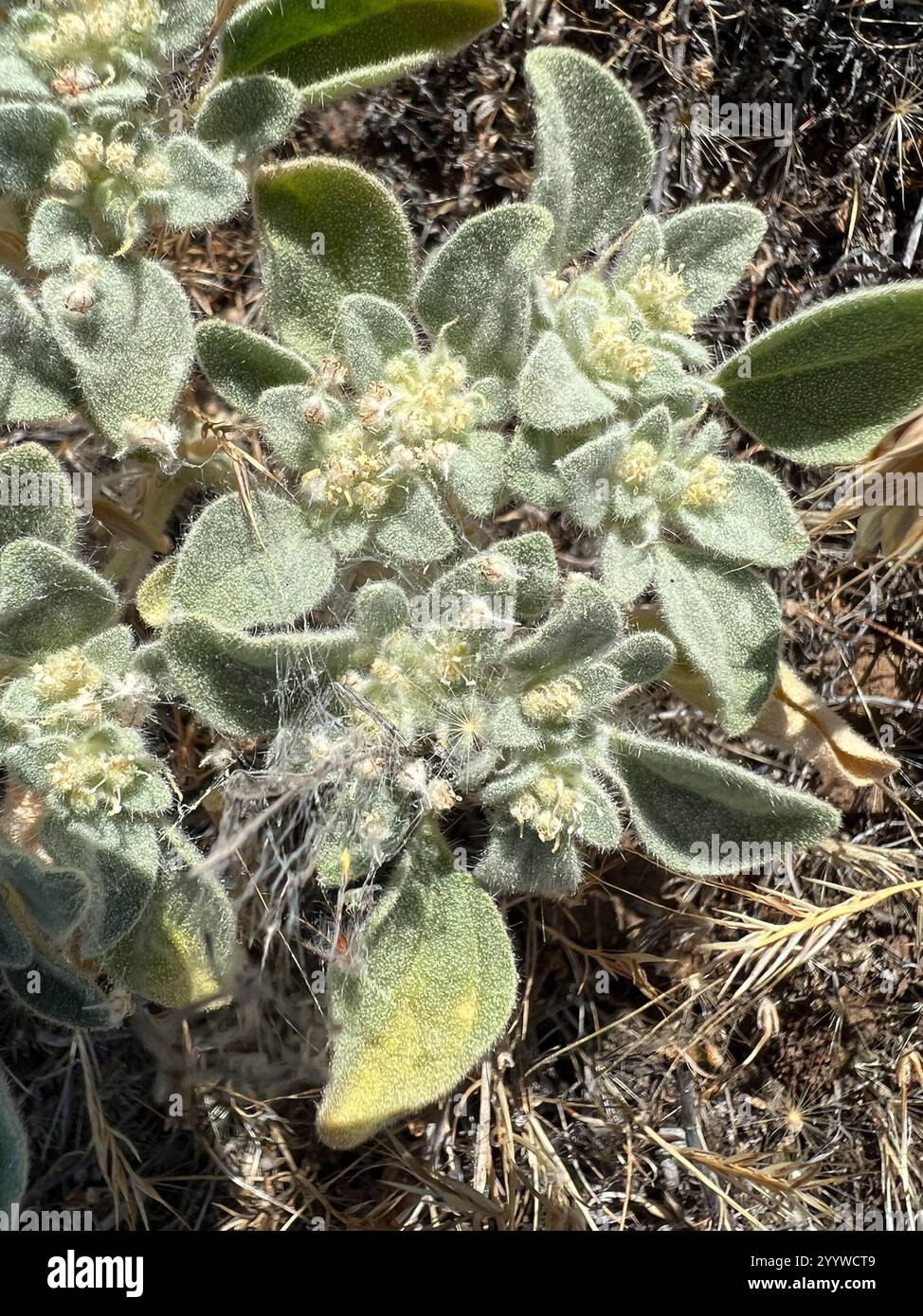 turkey mullein (Croton setiger Stock Photo - Alamy