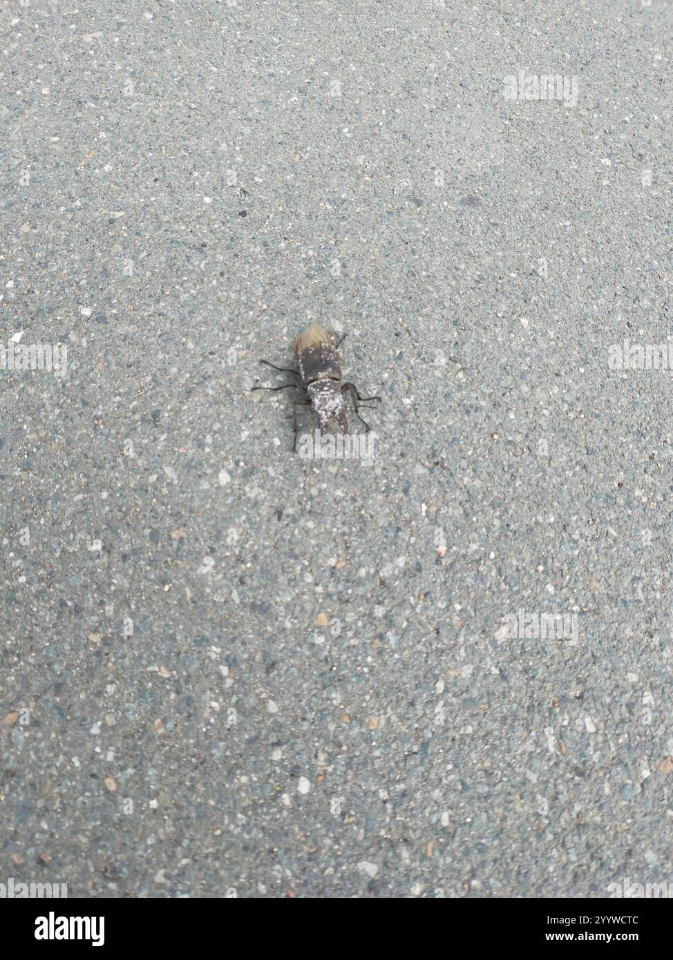 Dybowski's Stag Beetle (Lucanus maculifemoratus dybowskyi Stock Photo ...