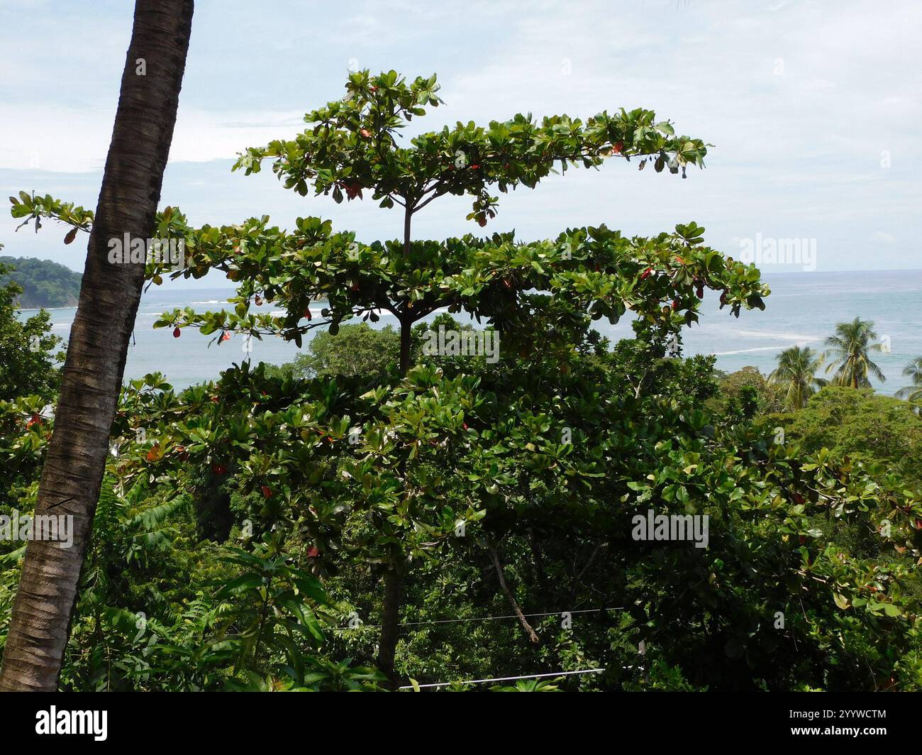 Sea Almond (Terminalia catappa Stock Photo - Alamy