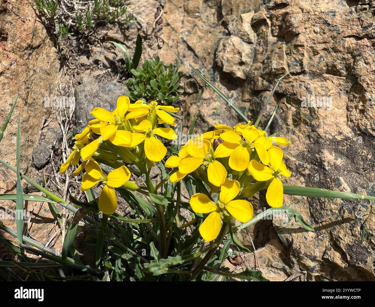 Western Wallflower (Erysimum capitatum Stock Photo - Alamy